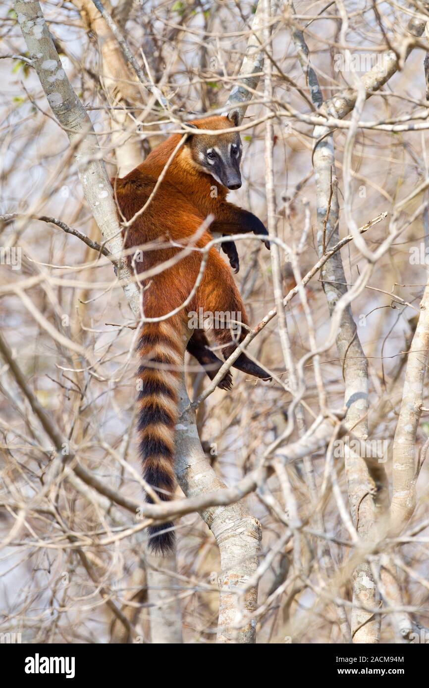 South American coati in a tree. South American coatis (Nasua nasua ...