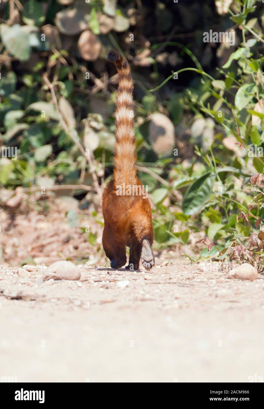 South American coati walking on the ground. South American coatis ...
