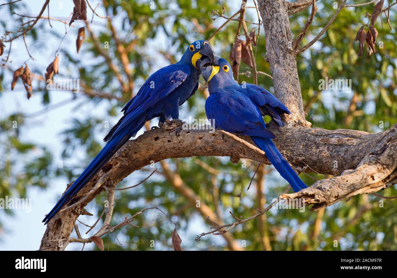 Hyacinth macaws in a tree. The hyacinth macaw (Anodorhynchus ...