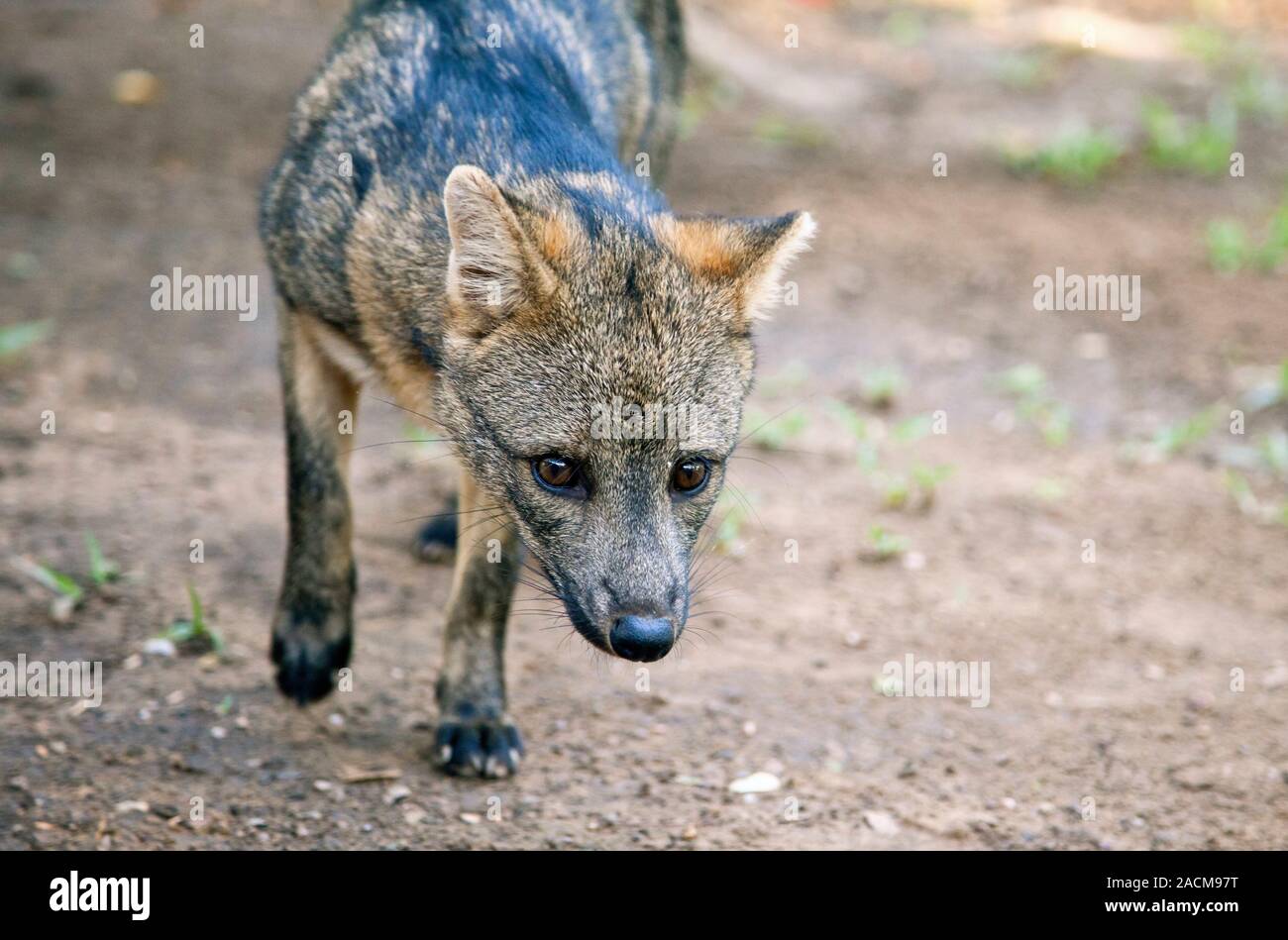 Crab-eating fox (Cerdocyon thous). This medium-sized fox is endemic to ...