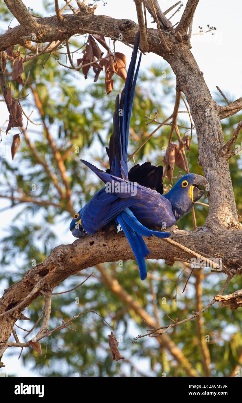 Hyacinth macaws in a tree. The hyacinth macaw (Anodorhynchus ...
