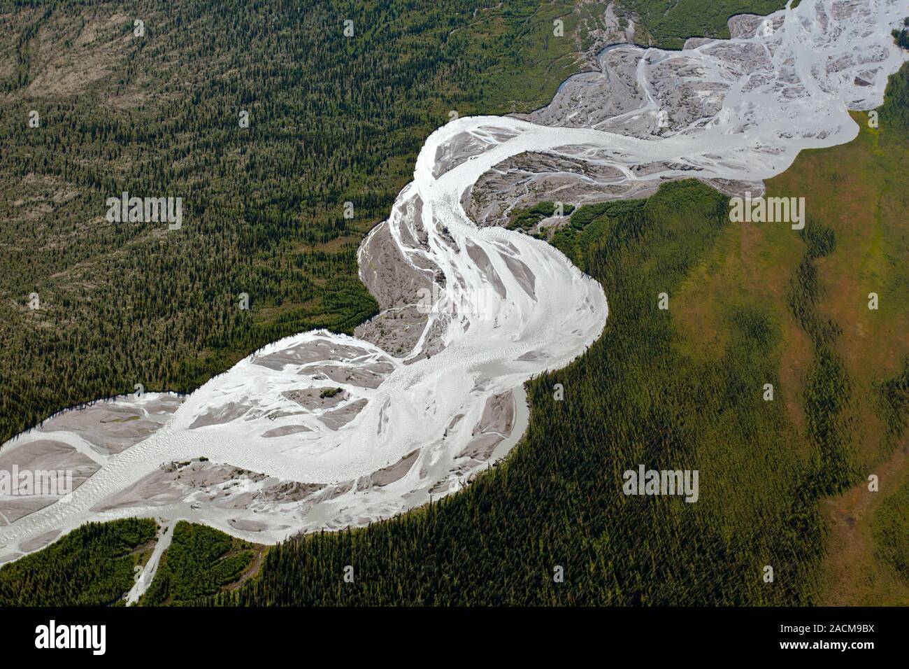 Braided river. Aerial view over a braided river with taiga (coniferous ...