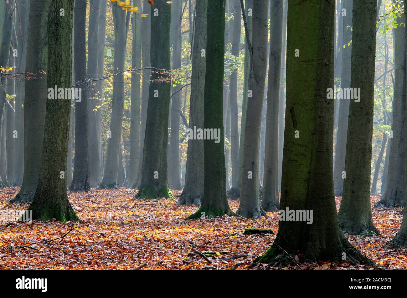 Beech tree forest. View through beech (Fagus sylvatica) trees in ...