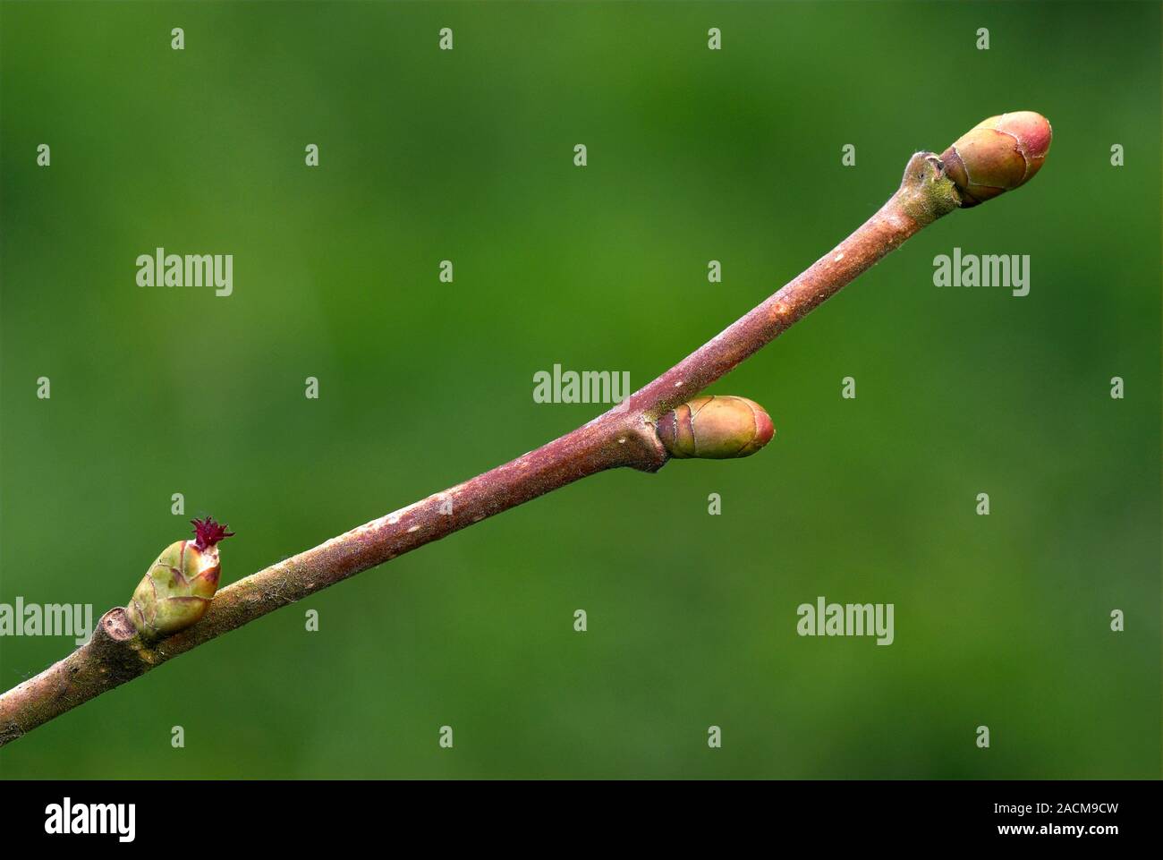 Hazel (Corylus avellana) tree leaf buds. Photographed in Dorset, UK, in ...