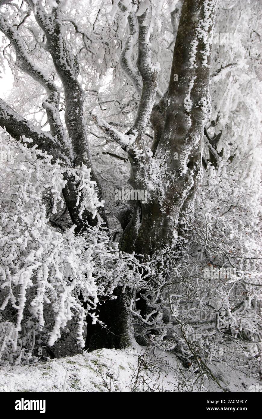 Frost-covered beech tree. Hoar frost covering an entire beech (Fagus ...