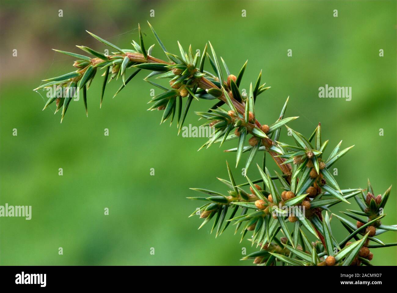 Common juniper (Juniperus communis). Close-up of needles of a common ...