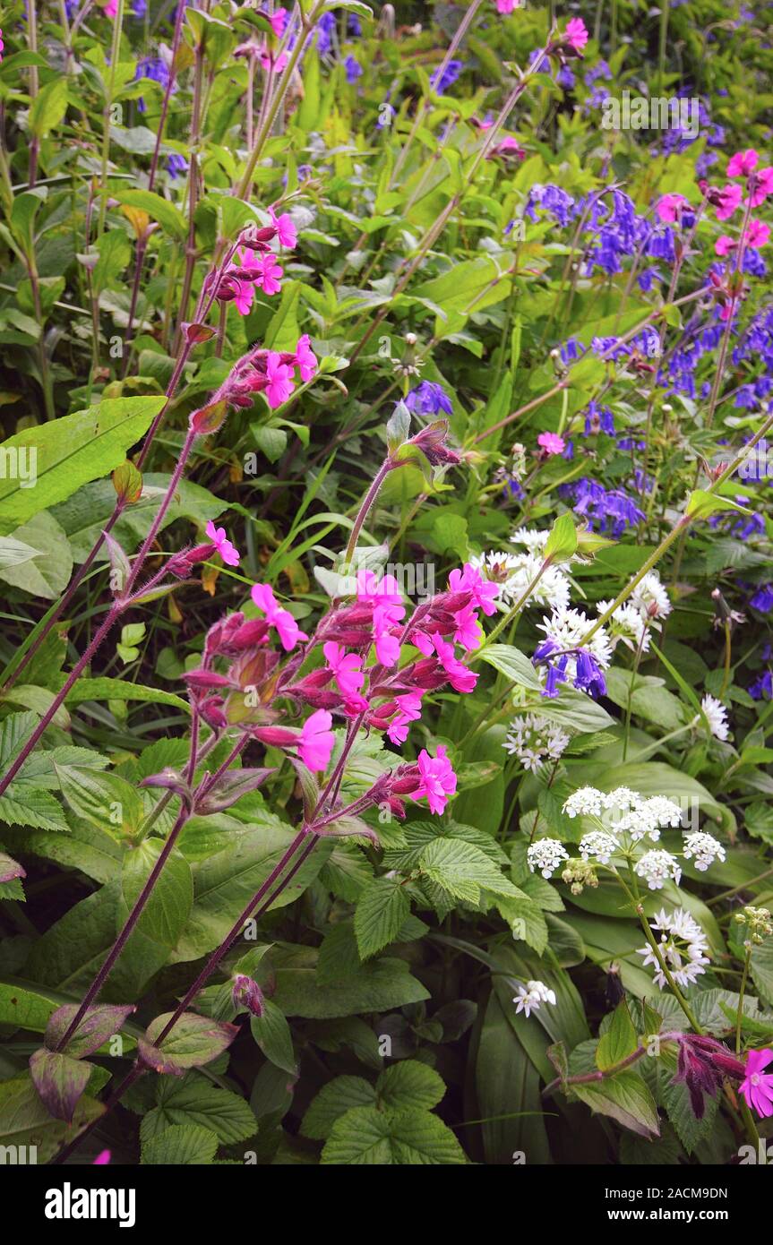 Spring wildflowers. Campion (Silene sp.), ramson (Allium ursinum) and ...