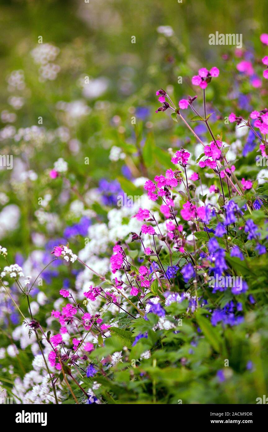 Spring wildflowers. Campion (Silene sp.), ramson (Allium ursinum) and ...