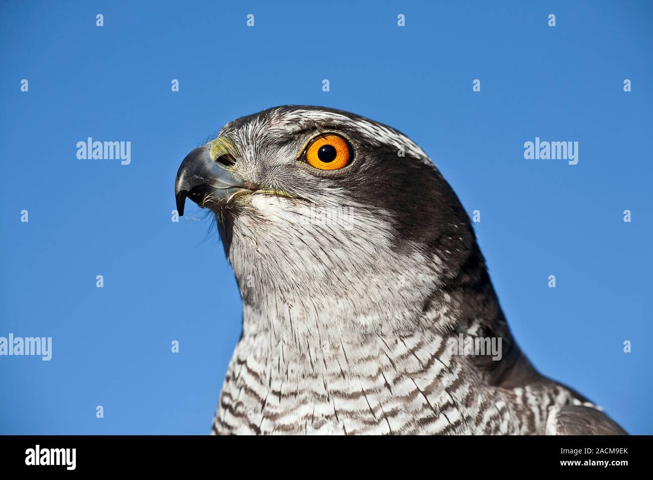 Northern goshawk. Close-up of the head of a northern goshawk (Accipiter ...