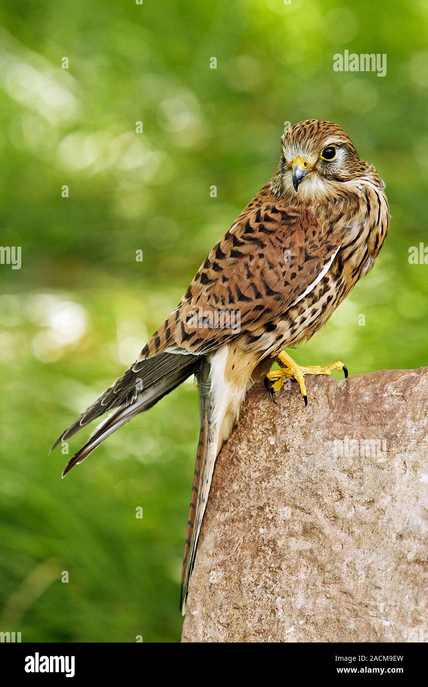 Common kestrel (Falco tinnunculus) perched on a rock. This bird of prey ...