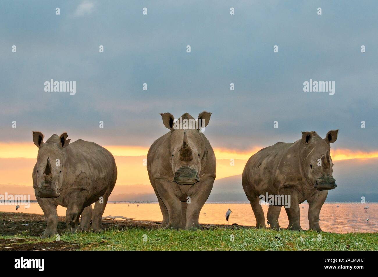 White rhinoceroses. Trio of white rhinos (Ceratotherium simum) at dawn ...