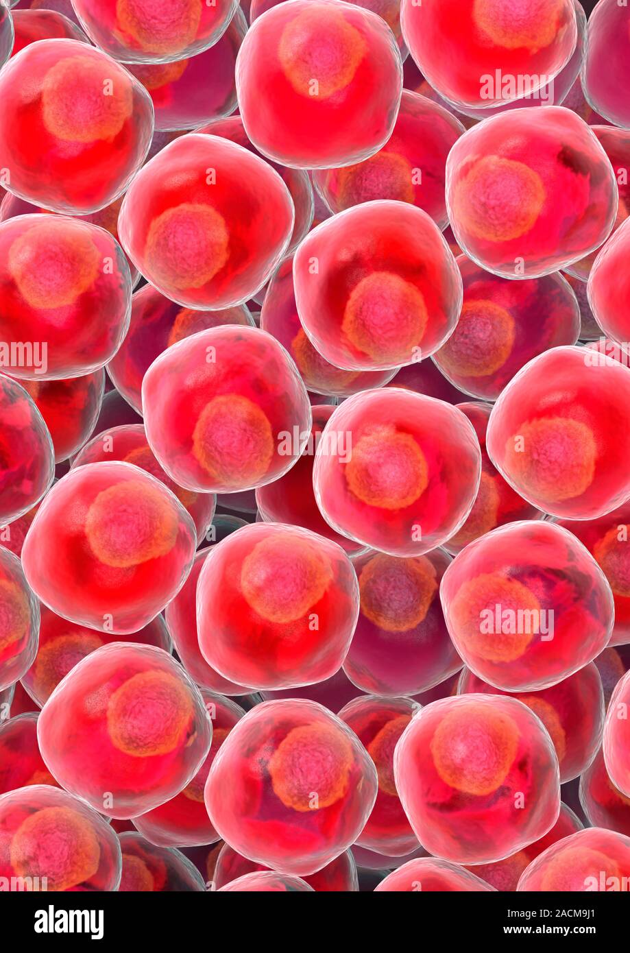 Healthy cells. Computer artwork of a cluster of healthy tissue cells ...