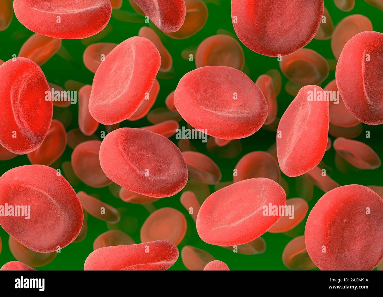 Red blood cells, computer artwork. Red blood cells (erythrocytes) are ...