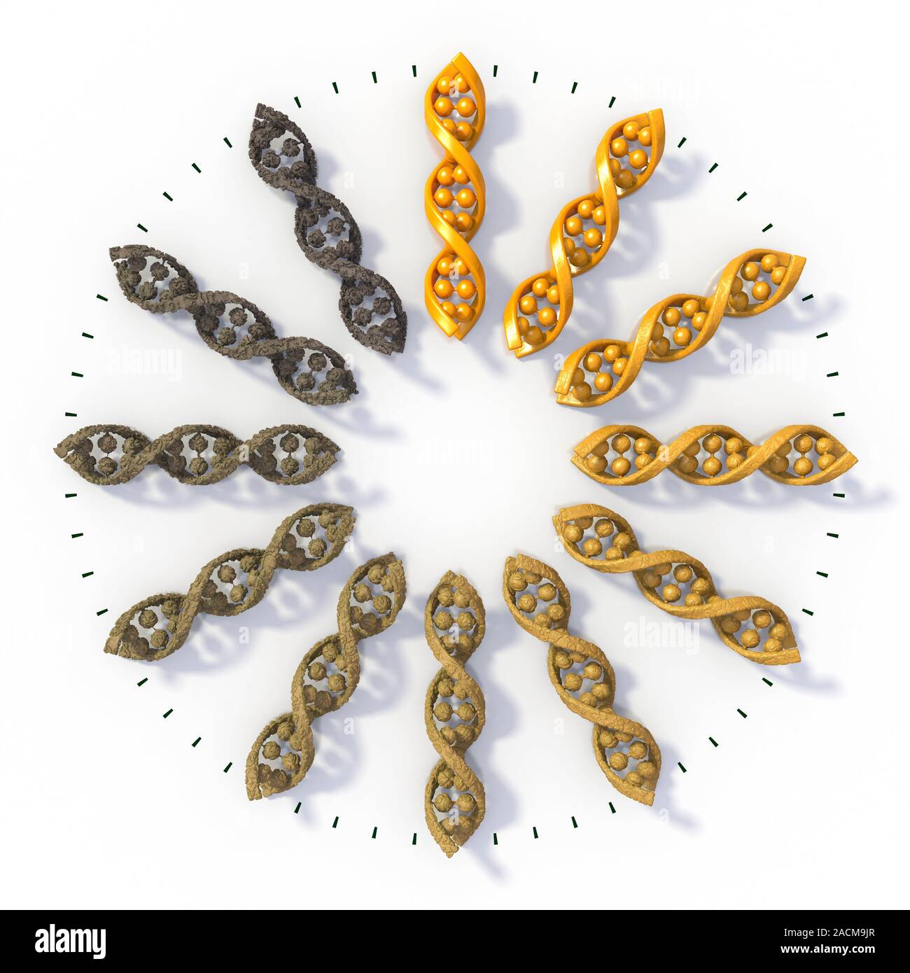 Genetic ageing, conceptual image. Computer artwork of DNA molecules on ...