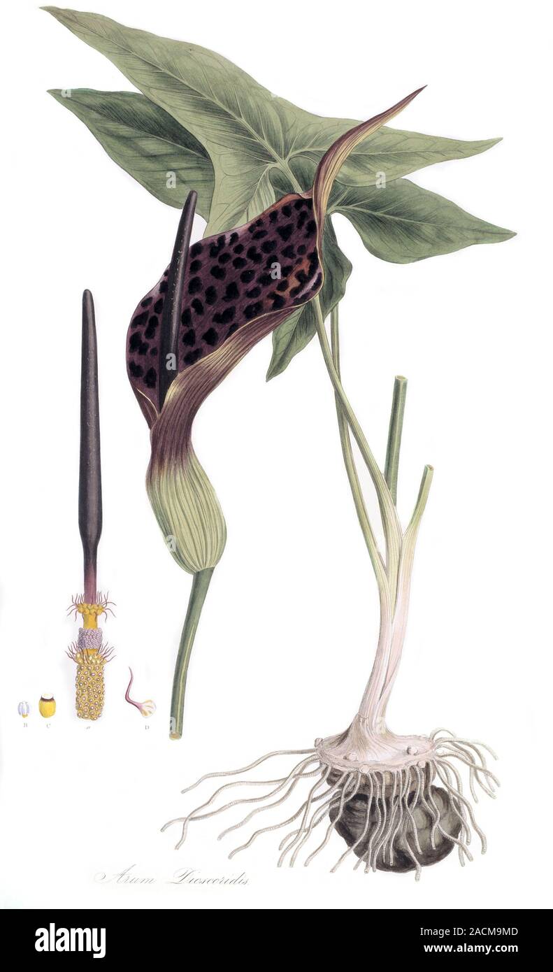 Arum dioscoridis, 19th-century botanical artwork. This engraving by ...