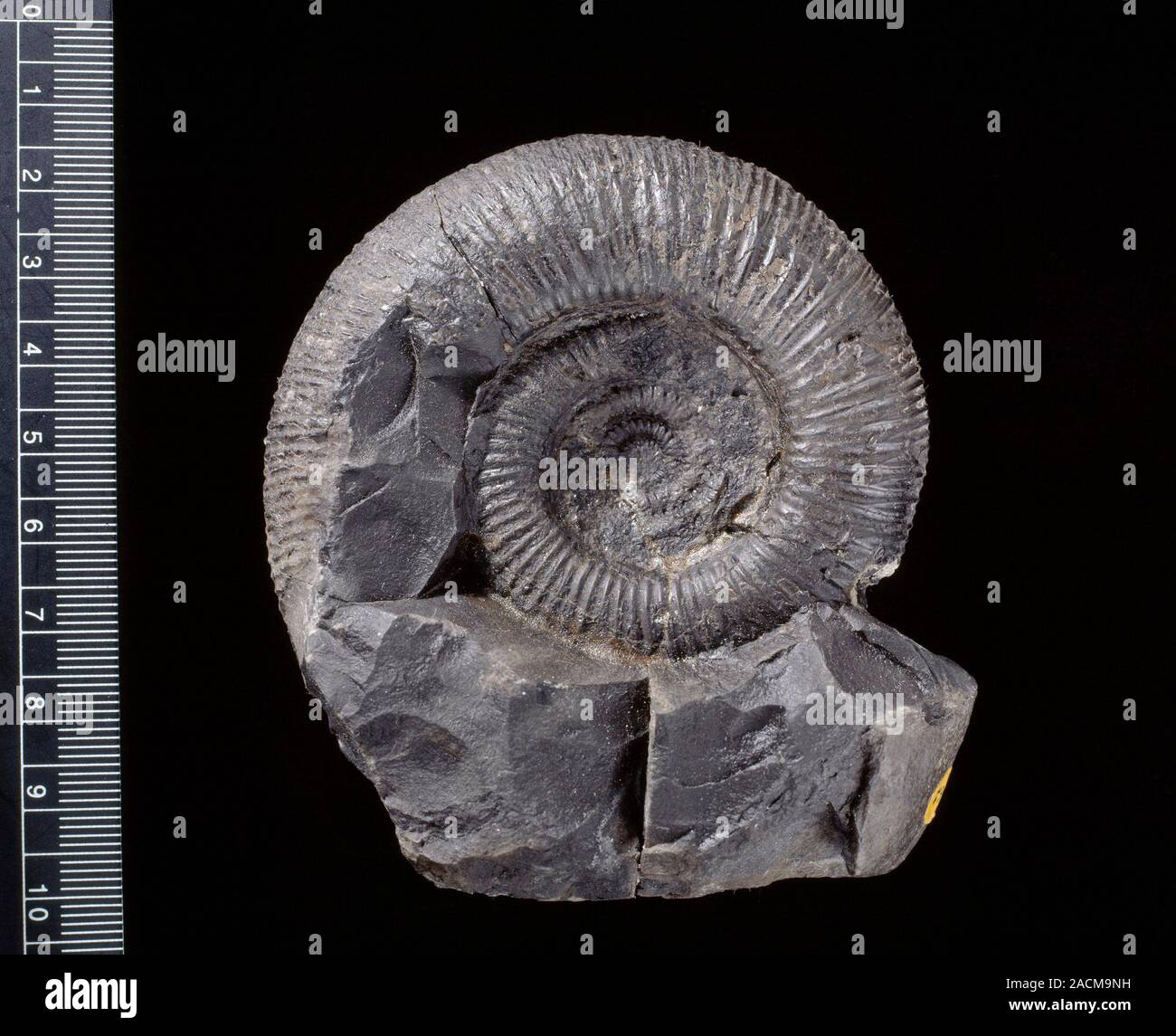 Virgatosphinctes ammonite, fossil specimen. Ammonites, now extinct ...