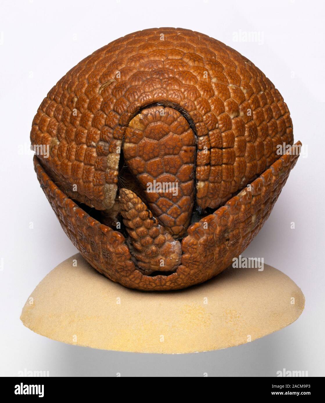 Armadillo museum display. Mounted specimen of a Brazilian three-banded ...