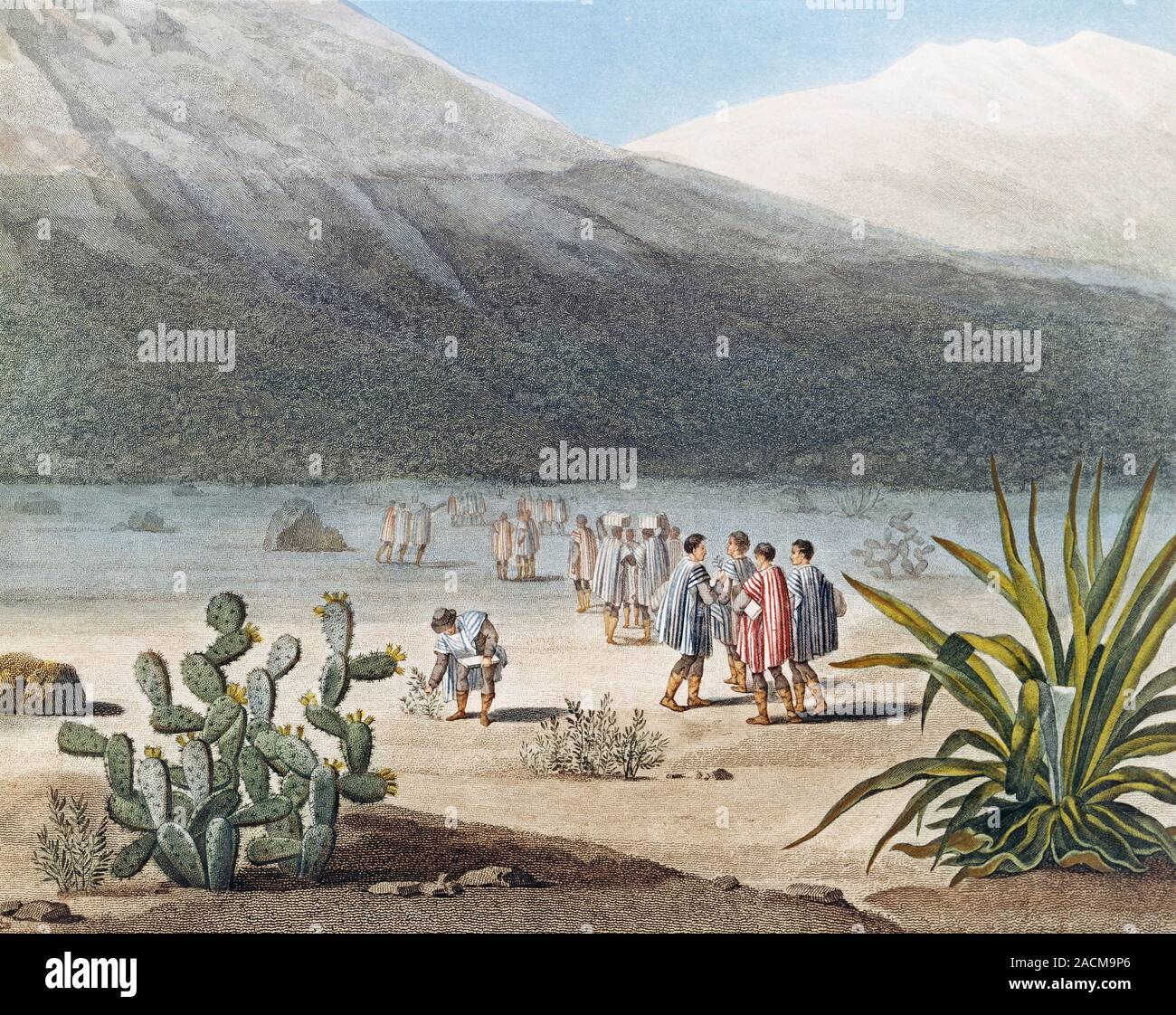Humboldt in the Andes. 19th-century artwork of the expedition led by ...