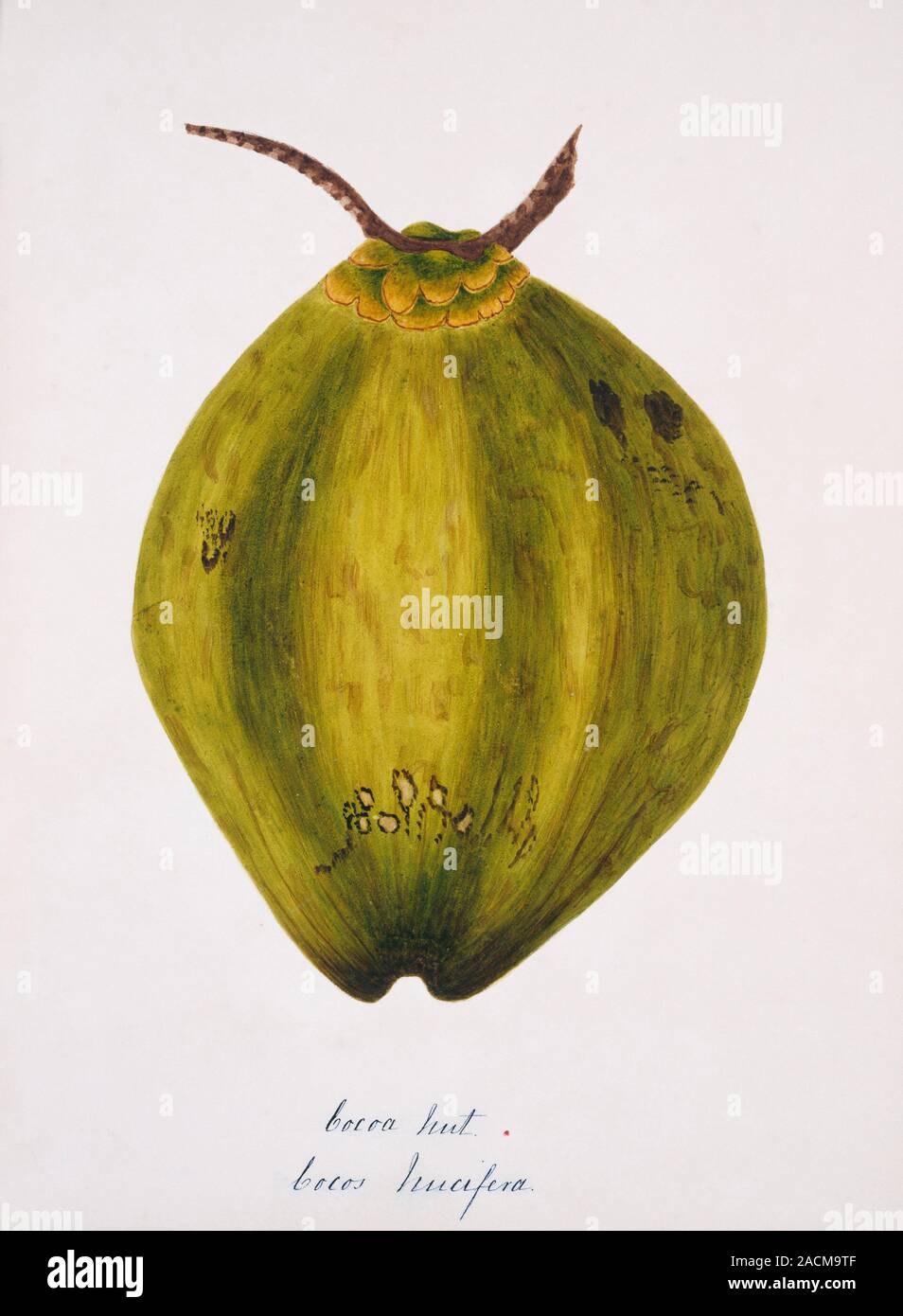 Coconut from the coconut tree (Cocos nucifera). This watercolour is ...