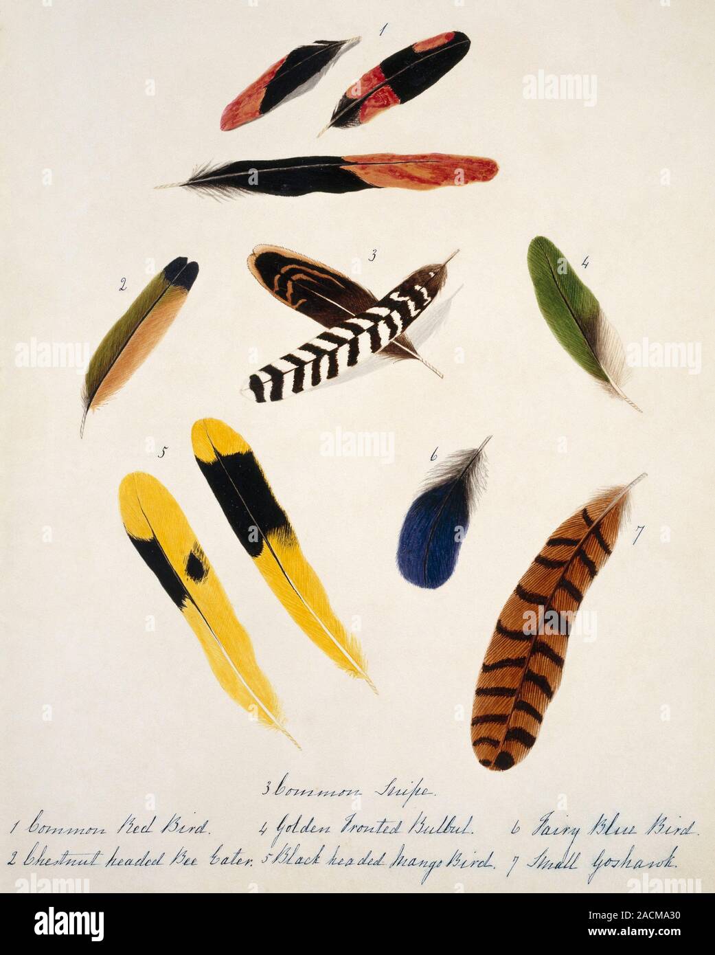 Bird feathers from India. The feathers are from the common red bird ...