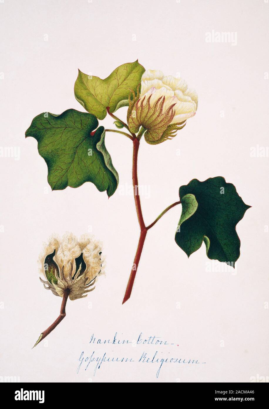 Nankeen cotton (Gossypium beligiosum) flowers and boll. This ...