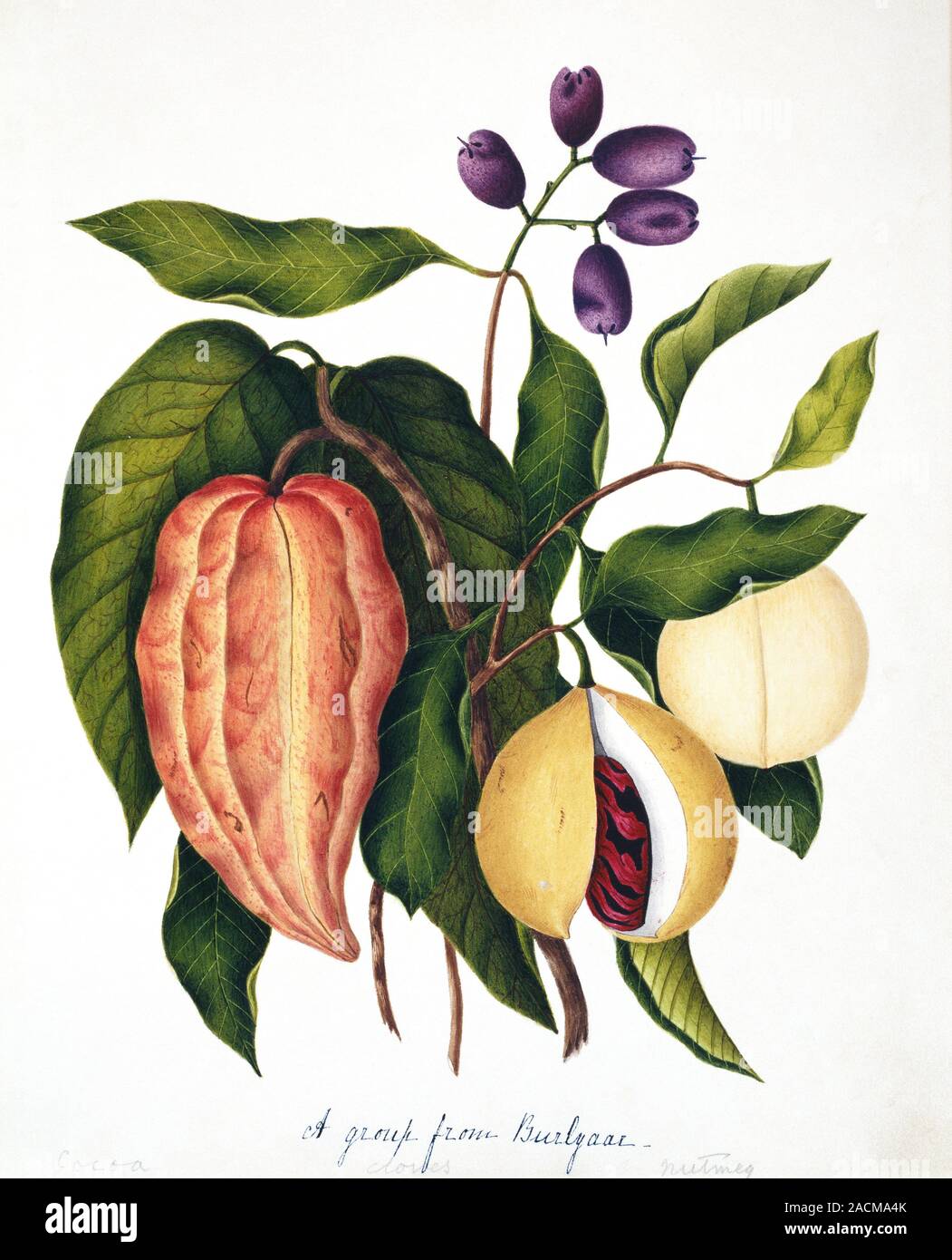 Assorted edible Indian plants. The three plants are the cocoa plant ...
