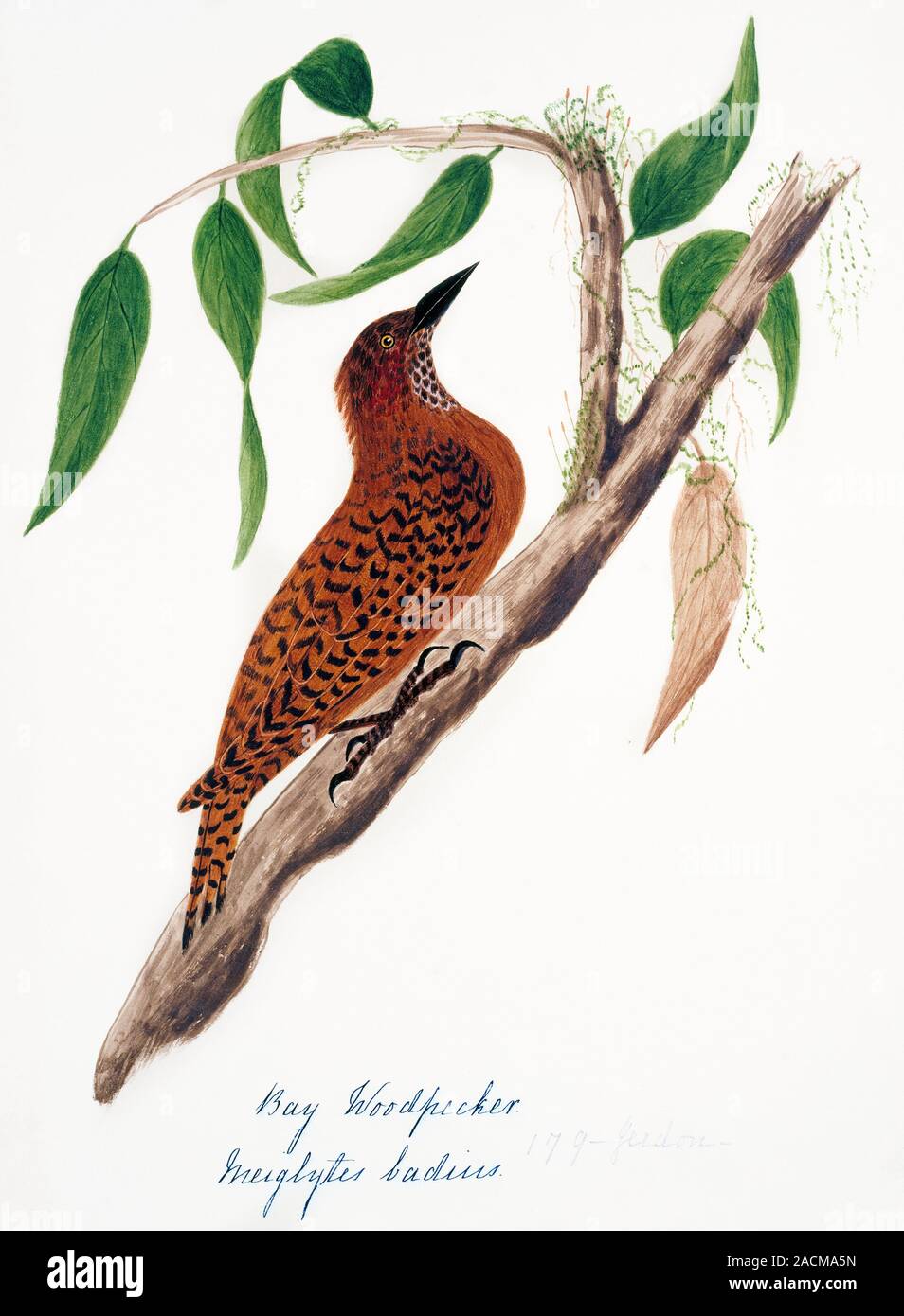 Rufous woodpecker (Celeus brachyurus). This watercolour is plate 34 ...