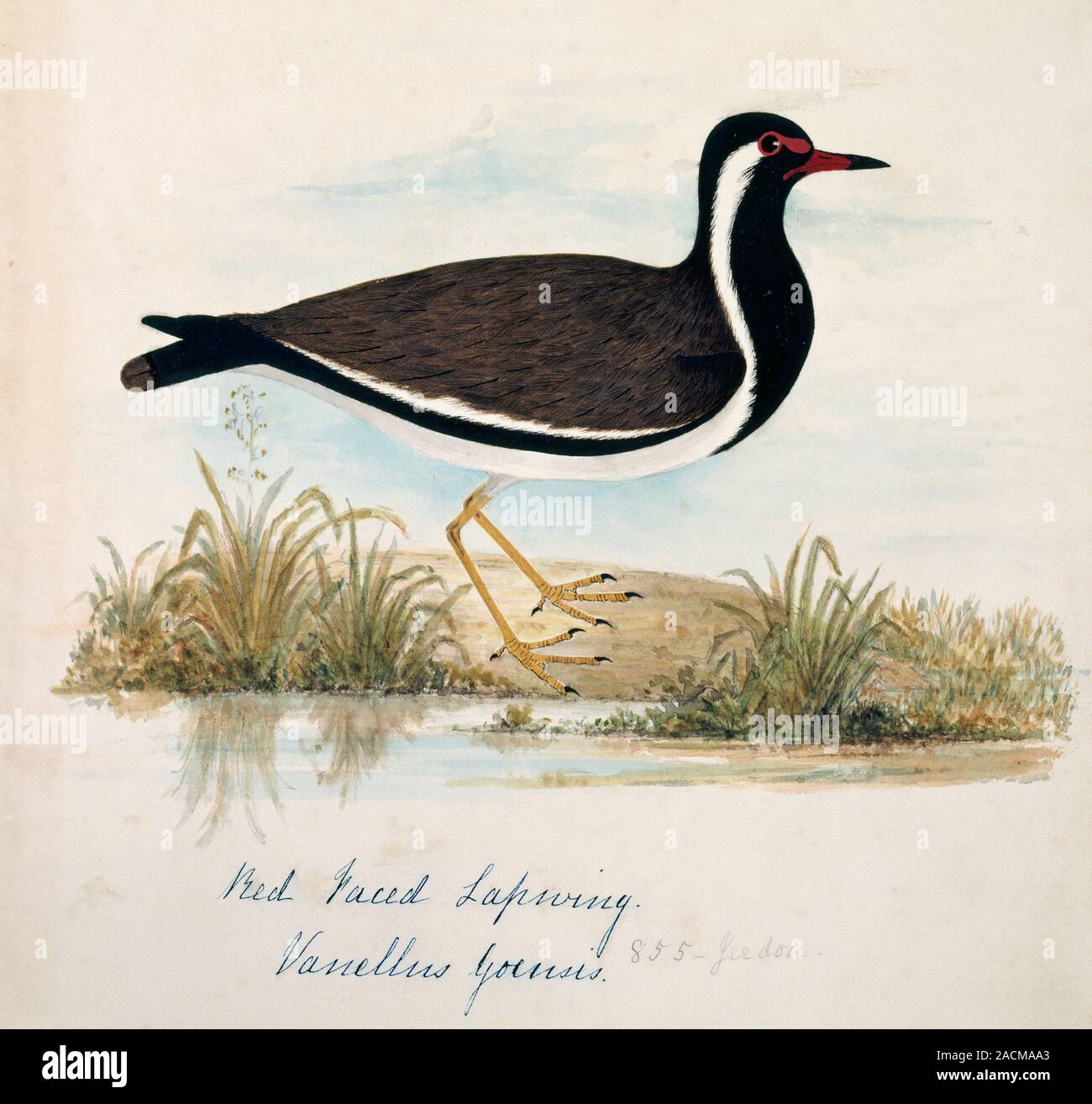 Red-wattled lapwing (Vanellus indicus). This watercolour is plate 12 ...