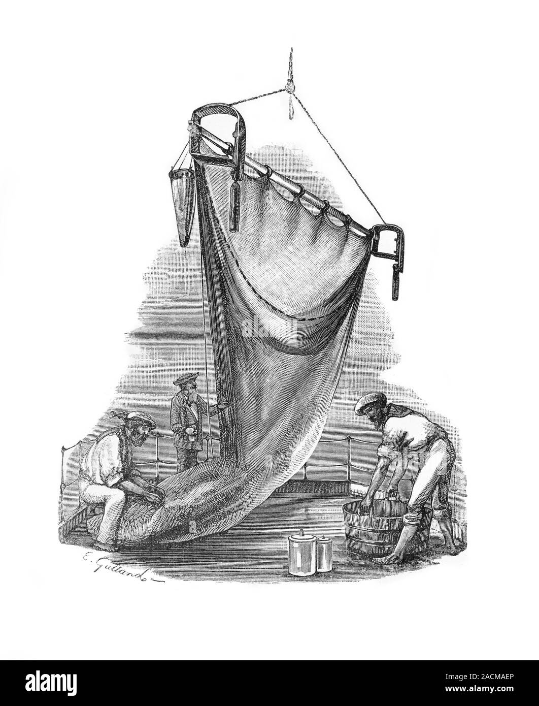 Beam trawl being emptied on to the deck of HMS Challenger. This ...