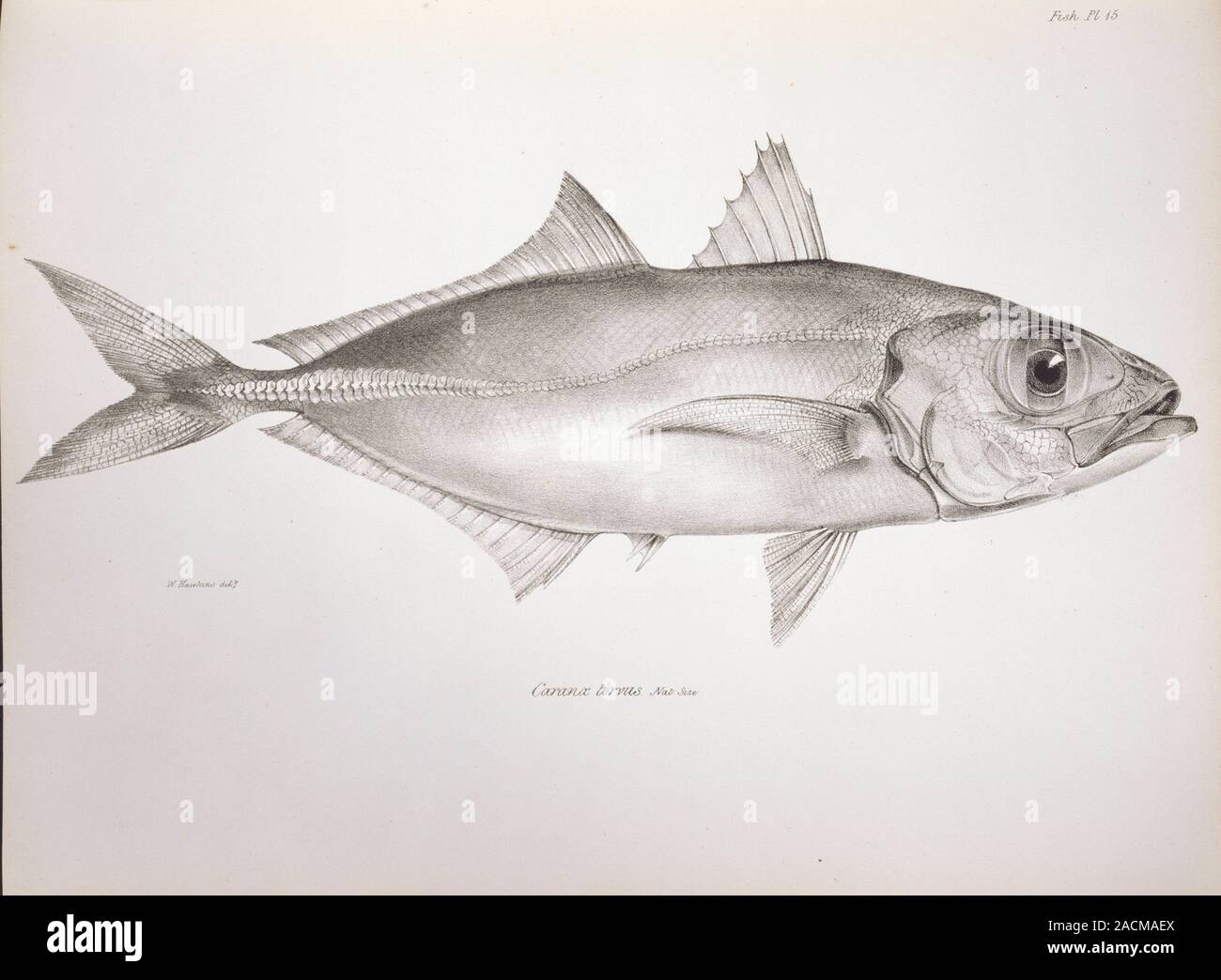 Bigeye scad (Selar crumenophthalmus). Illustration of a fish collected ...