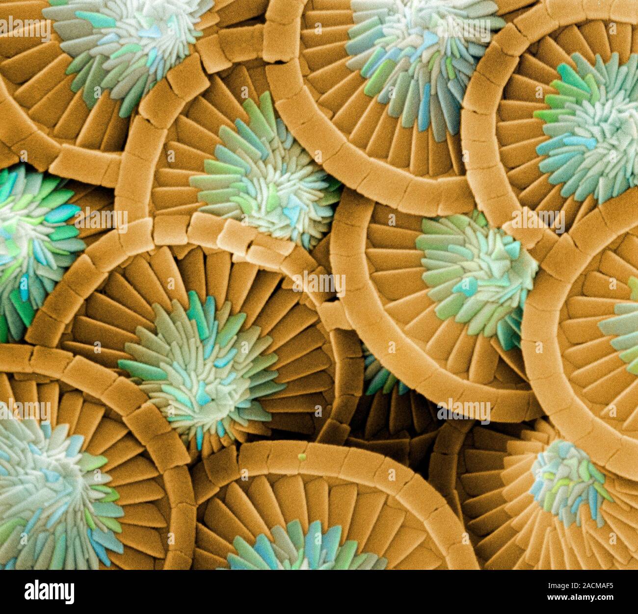 Calcareous phytoplankton. Coloured scanning electron micrograph (SEM ...