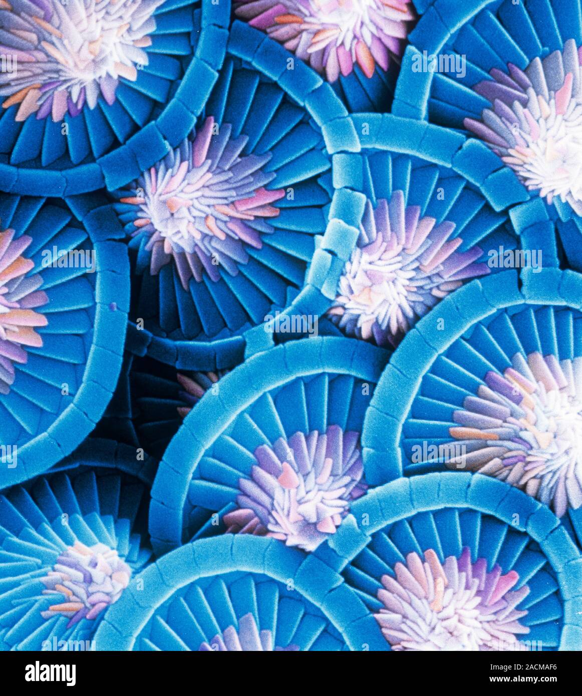 Calcareous phytoplankton. Coloured scanning electron micrograph (SEM ...