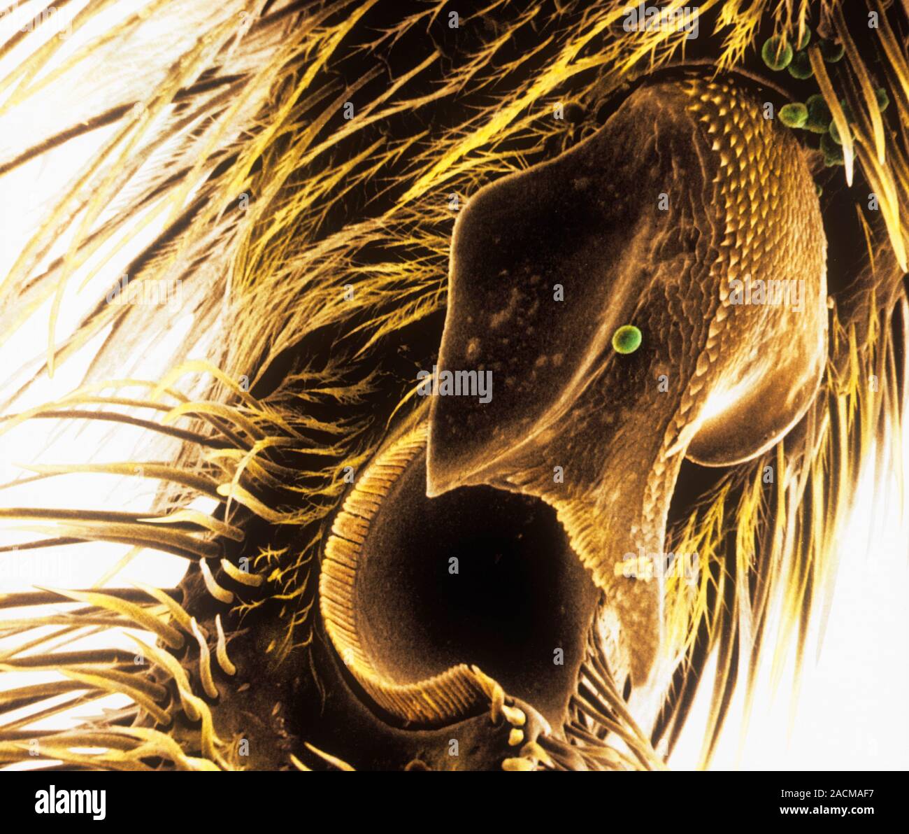 Bumble bee pollen basket. Coloured scanning electron micrograph (SEM ...