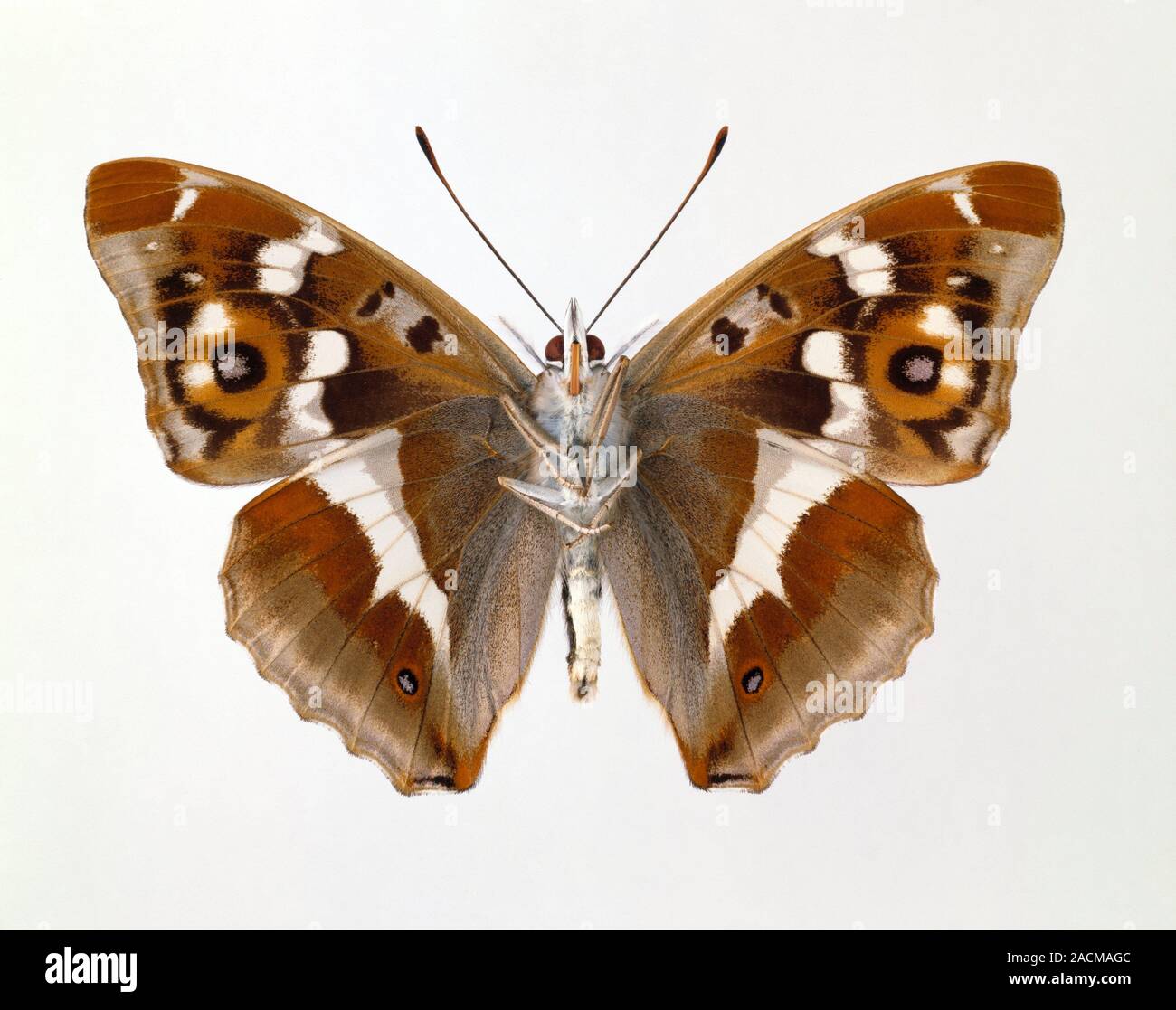 Male purple emperor butterfly (Apatura iris), mounted specimen Stock Photo - Alamy