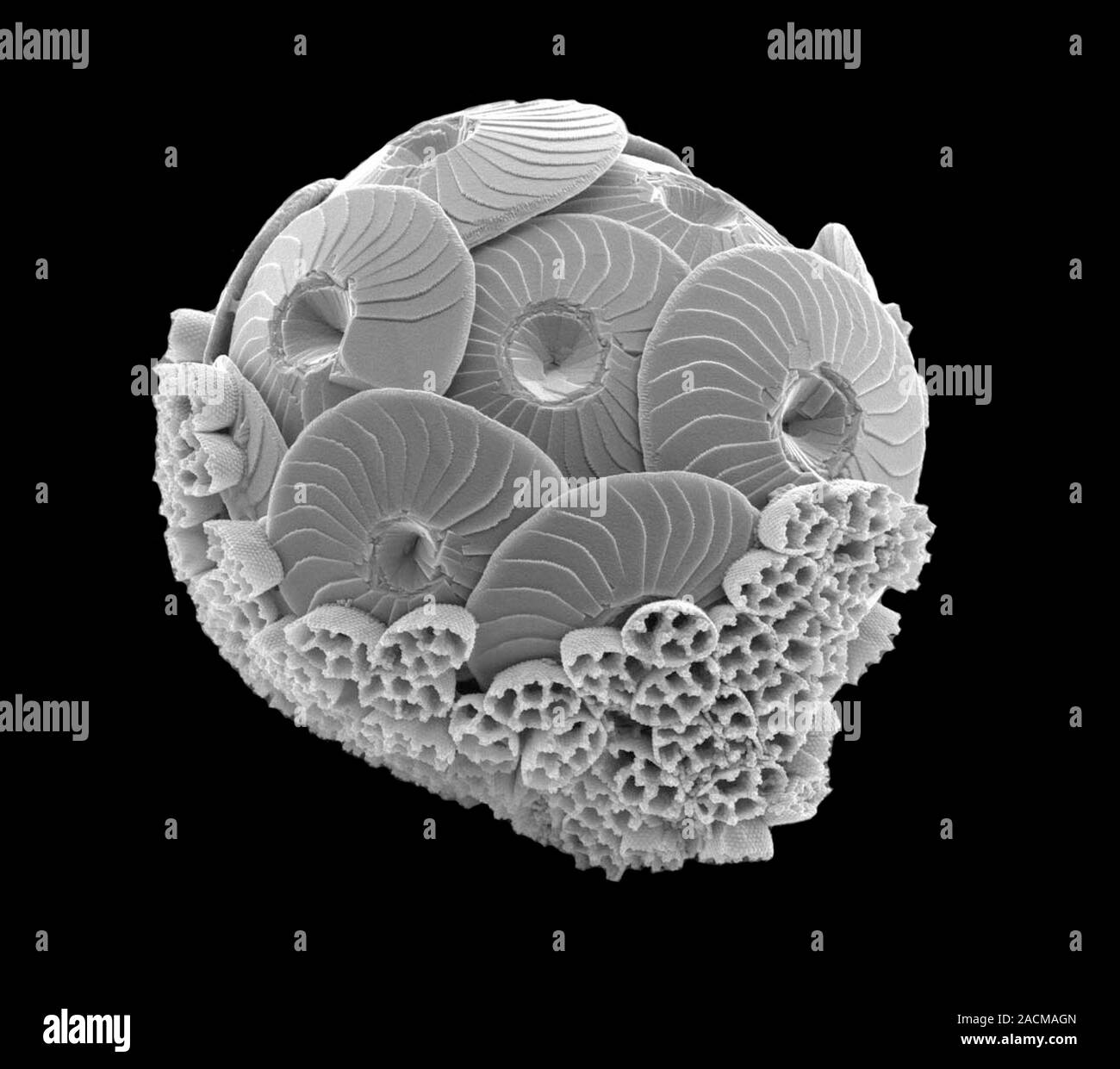 Calcareous phytoplankton. Scanning electron micrograph (SEM) of a ...