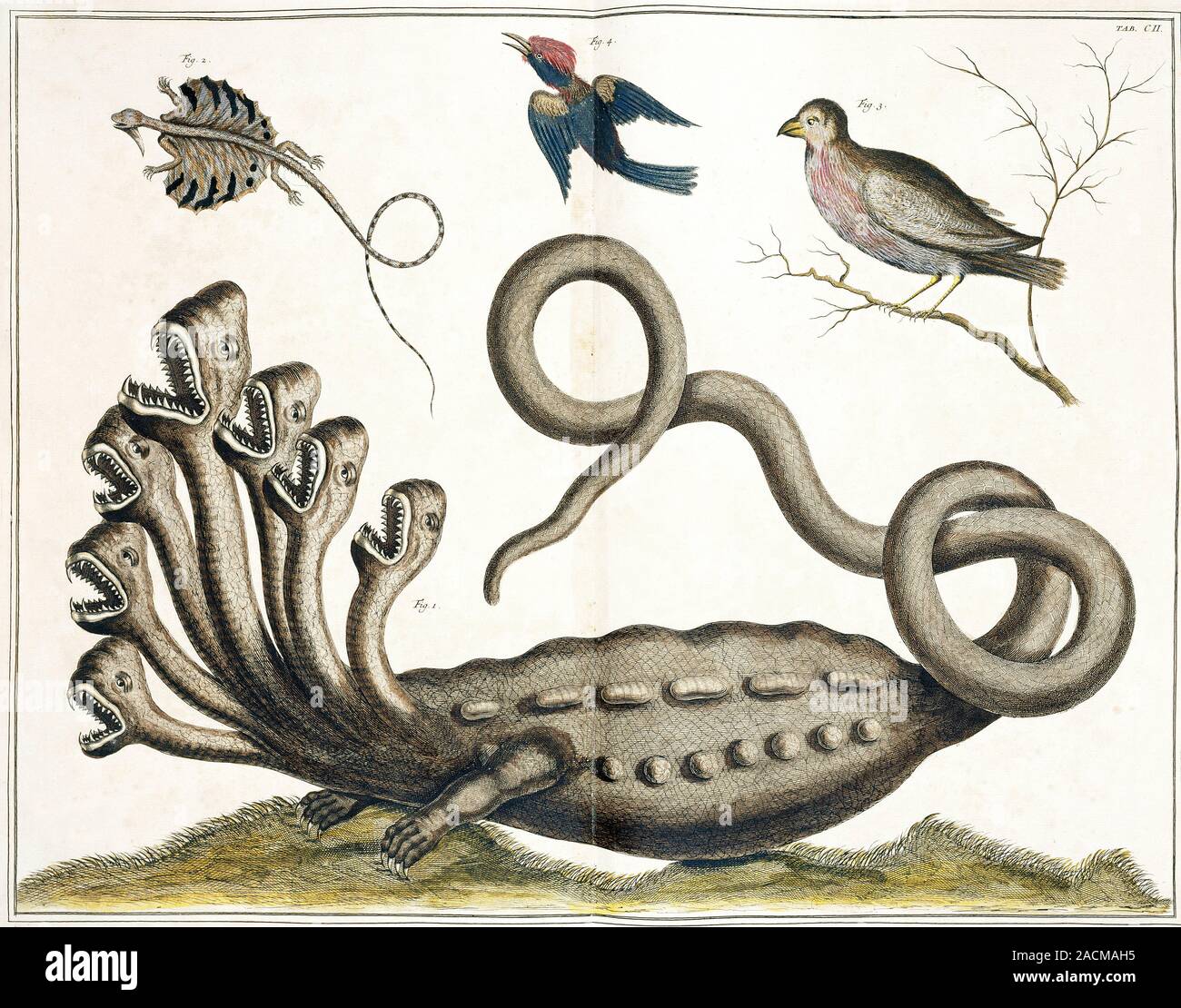 Hydra. Illustration of the Hydra, a Greek mythical beast that had seven ...