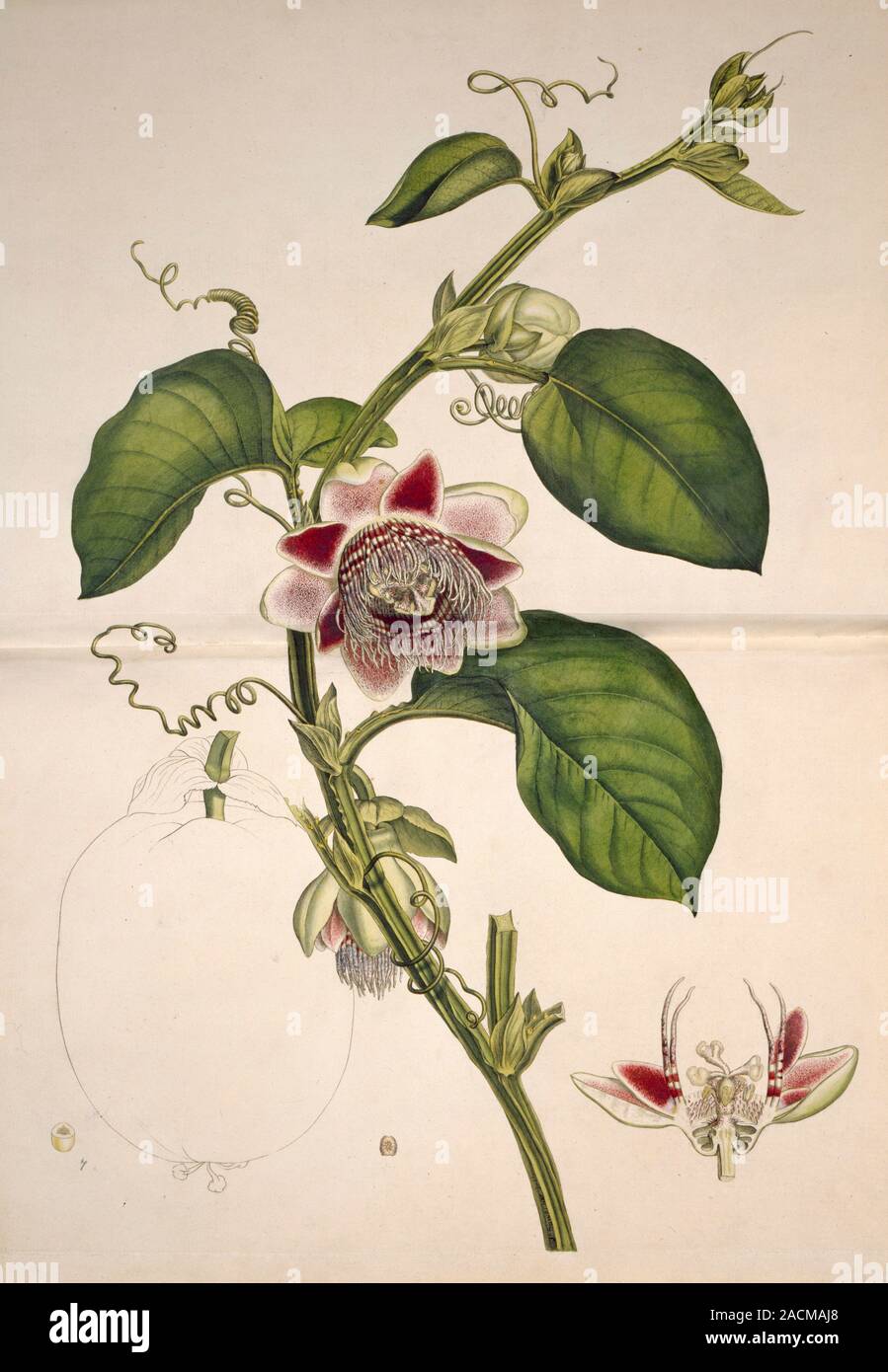 Water lemon (Passiflora quadrangularis). Illustration by James Sowerby ...