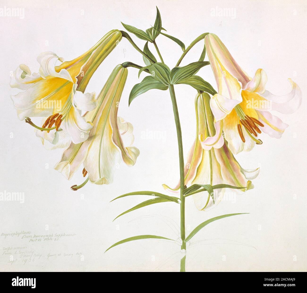 Sulphur lily (Lilium suffureum). Illustration 1 from the Large ...