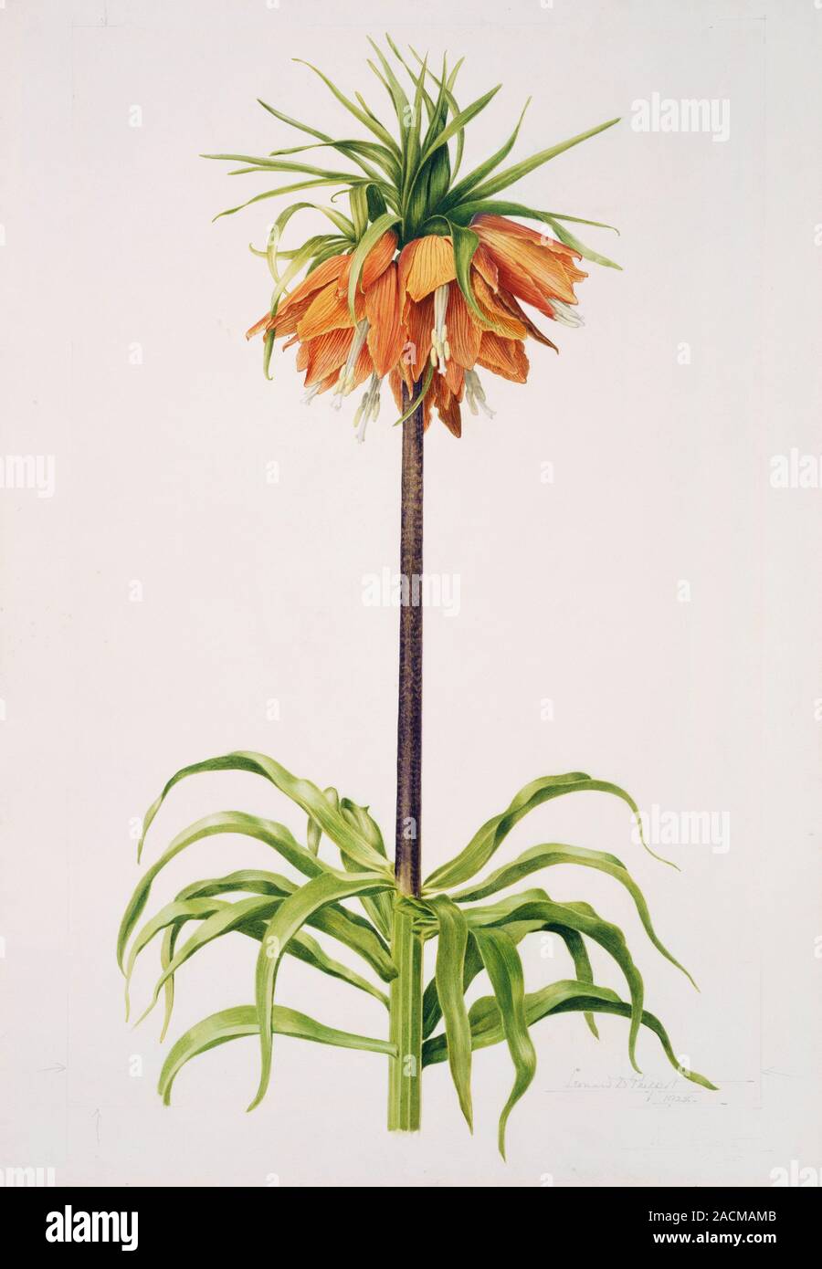 Crown imperial (Fritillaria imperialis). Watercolour by Leonard Daniel ...
