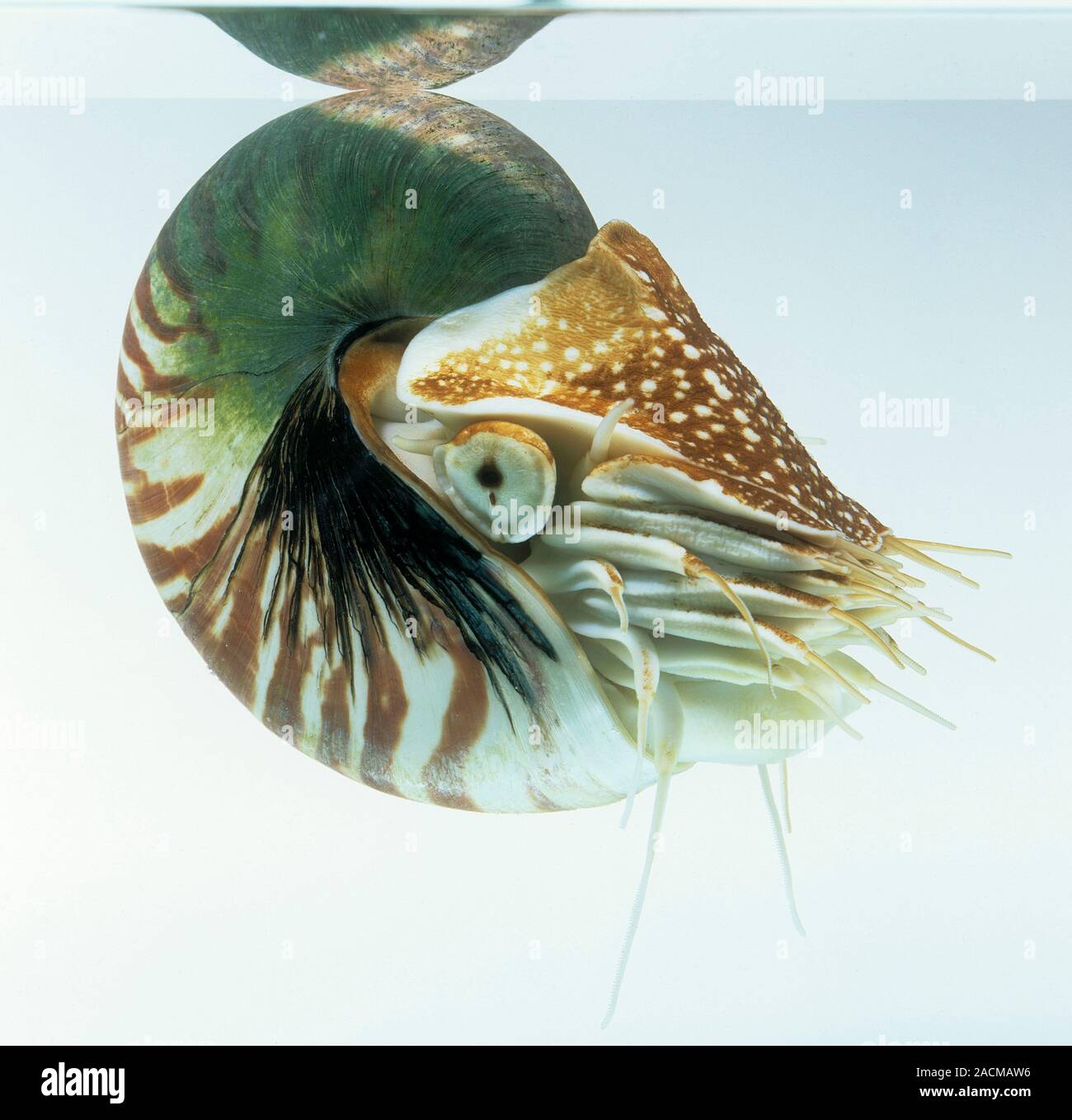 Chambered nautilus (Nautilus pompilius) in a tank Stock Photo - Alamy