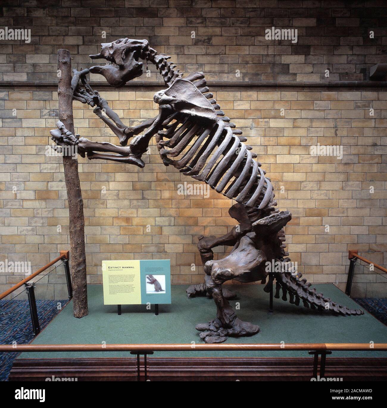 Giant ground sloth (Megatherium americanum). This extinct mammal lived ...