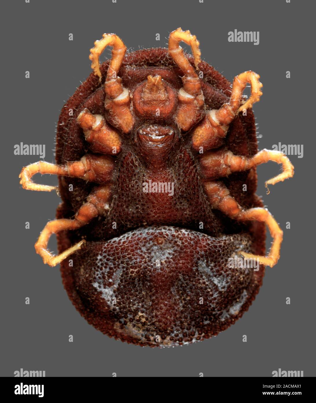 Ornithodoros moubata tick. This species of tick transmits the virus ...