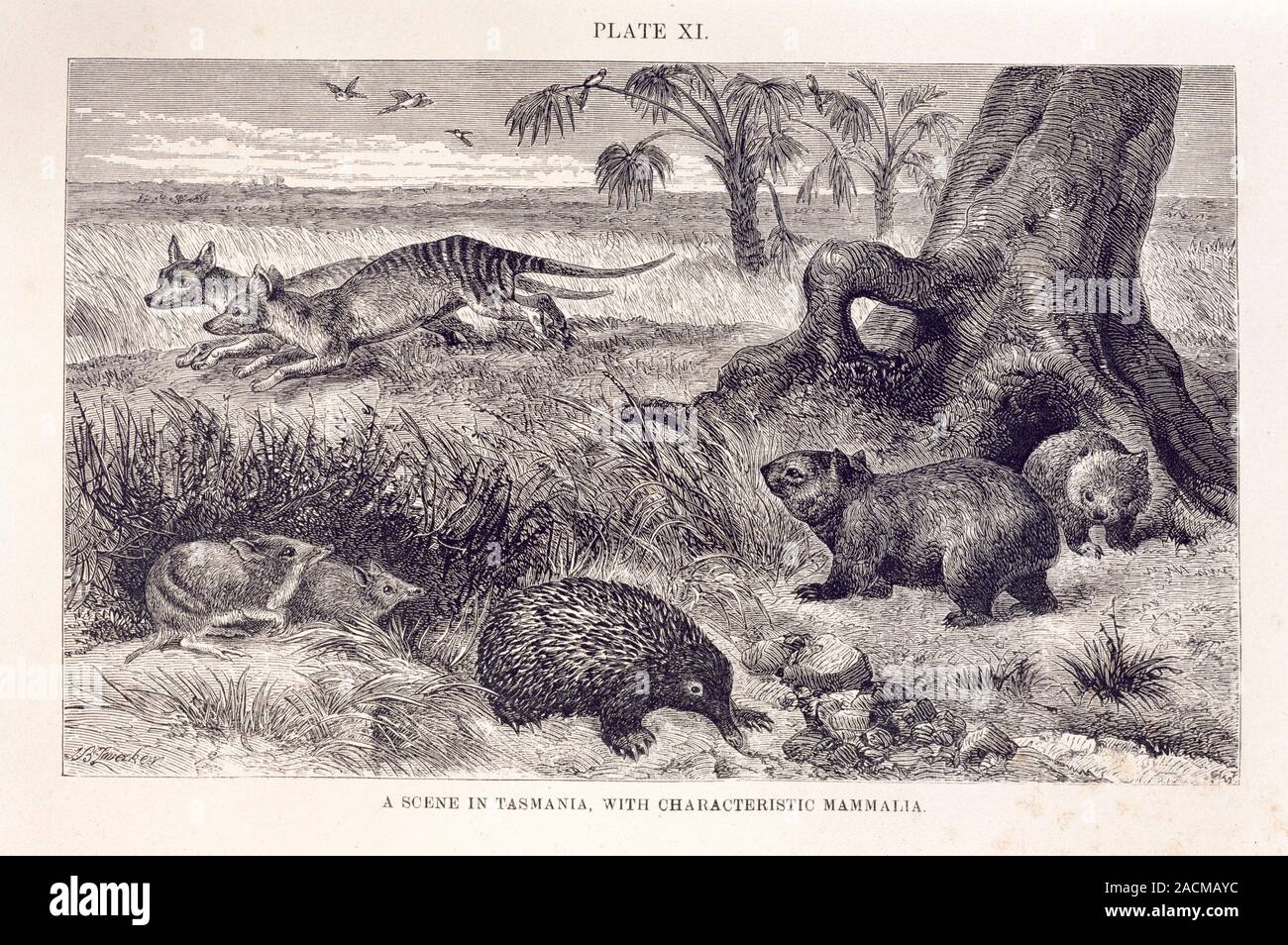 Mammals of Tasmania, Australia. Plate 11 from 'The Geographical ...
