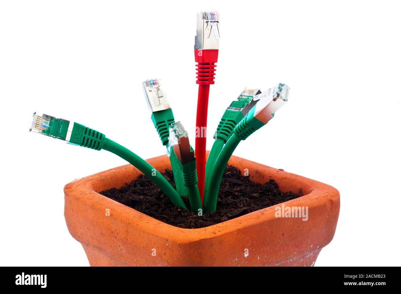 Network cable in flower pot Stock Photo - Alamy