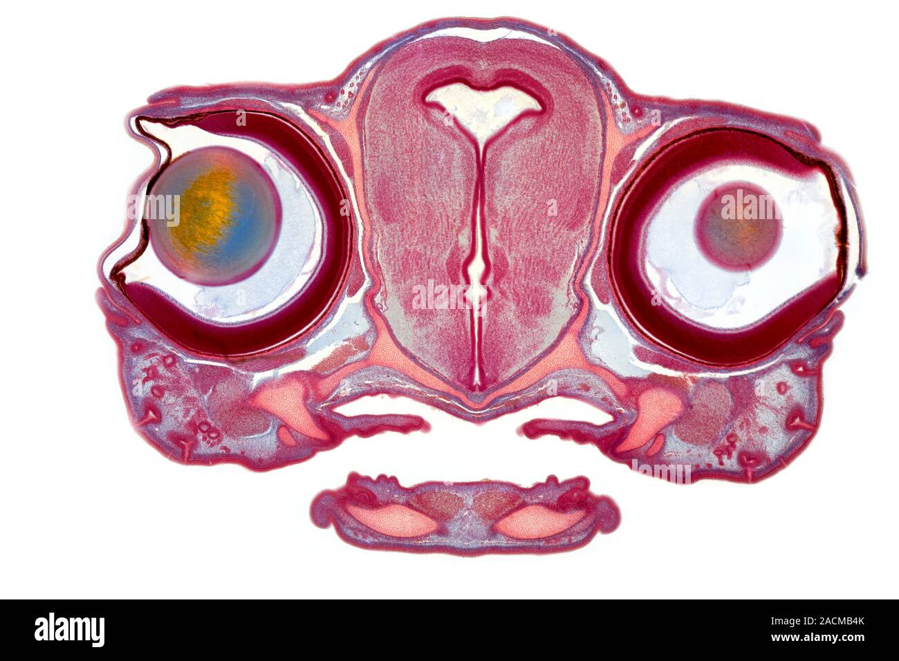 Dogfish head. Light micrograph of a transverse section through the head ...