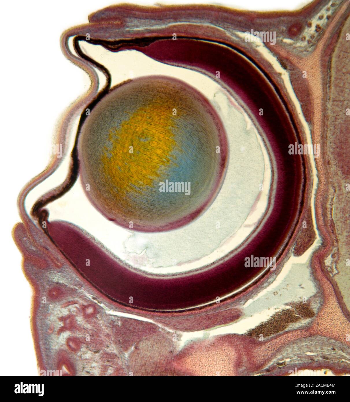 Dogfish eye. Light micrograph of a transverse section through an eye in a young lesser spotted ...