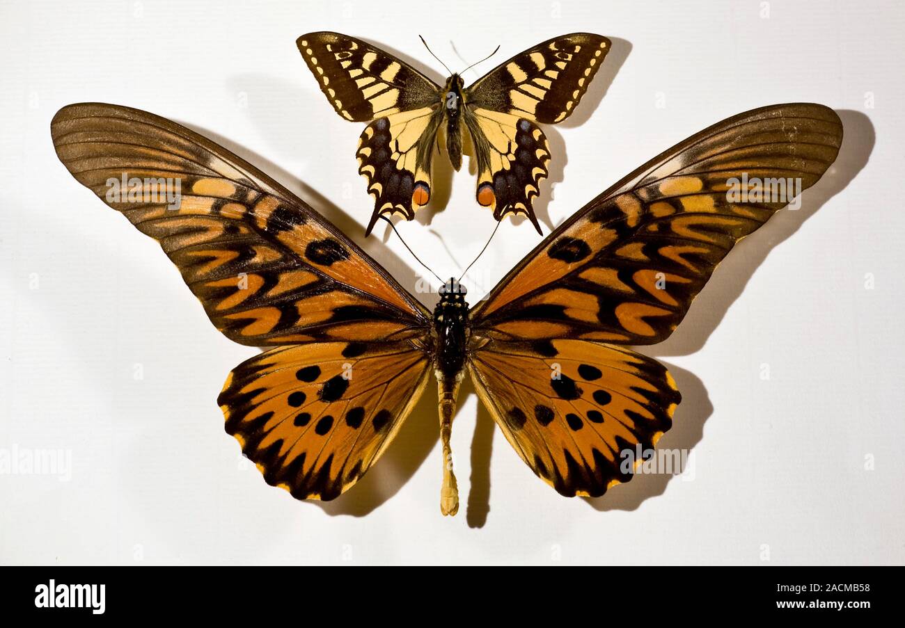 Papilio antimachus (Giant African Swallowtail, below) and Papilio ...
