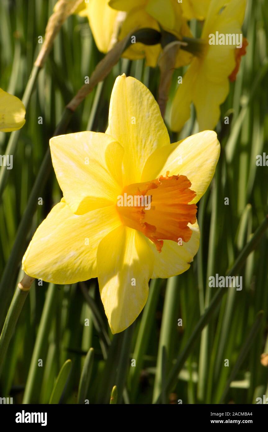Daffodil (Narcissus 'Red Devon') flowering in Spring Stock Photo - Alamy