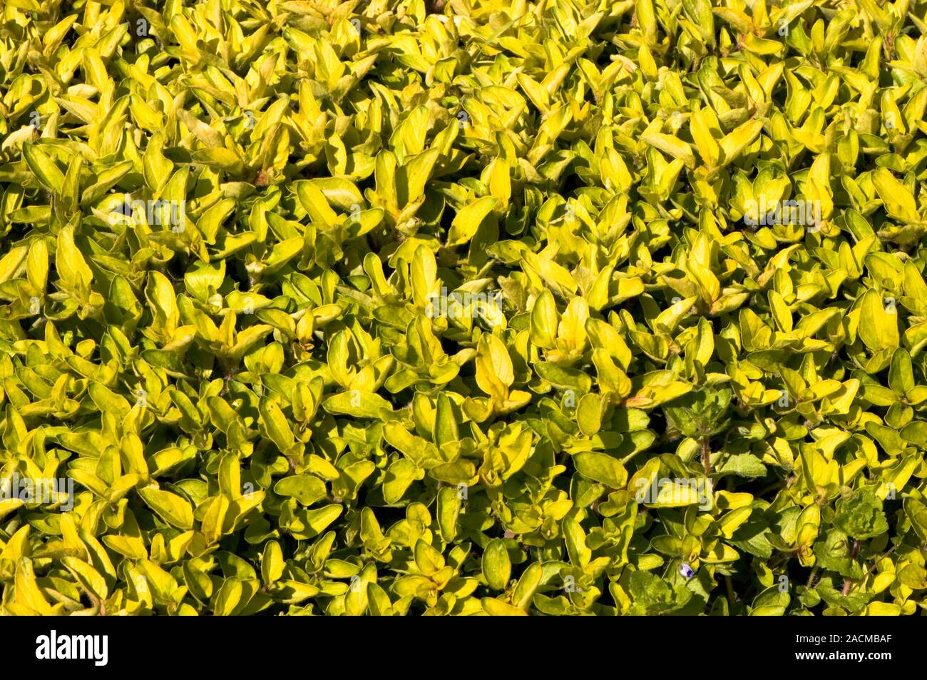 Oregano (Origanum vulgare 'Aureum') foliage Stock Photo - Alamy