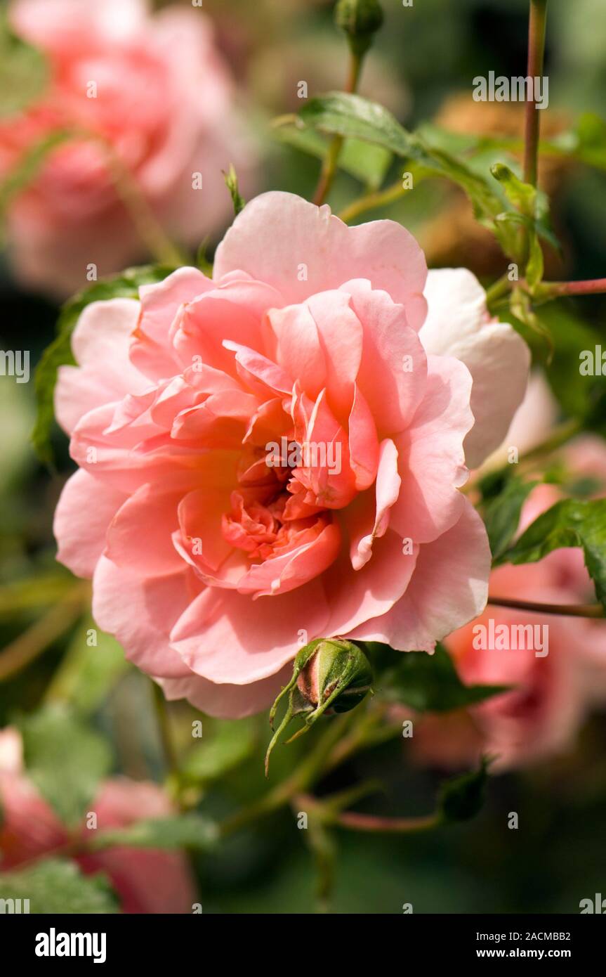 Rose (Rosa 'Anne Boleyn') flowering in Summer Stock Photo - Alamy